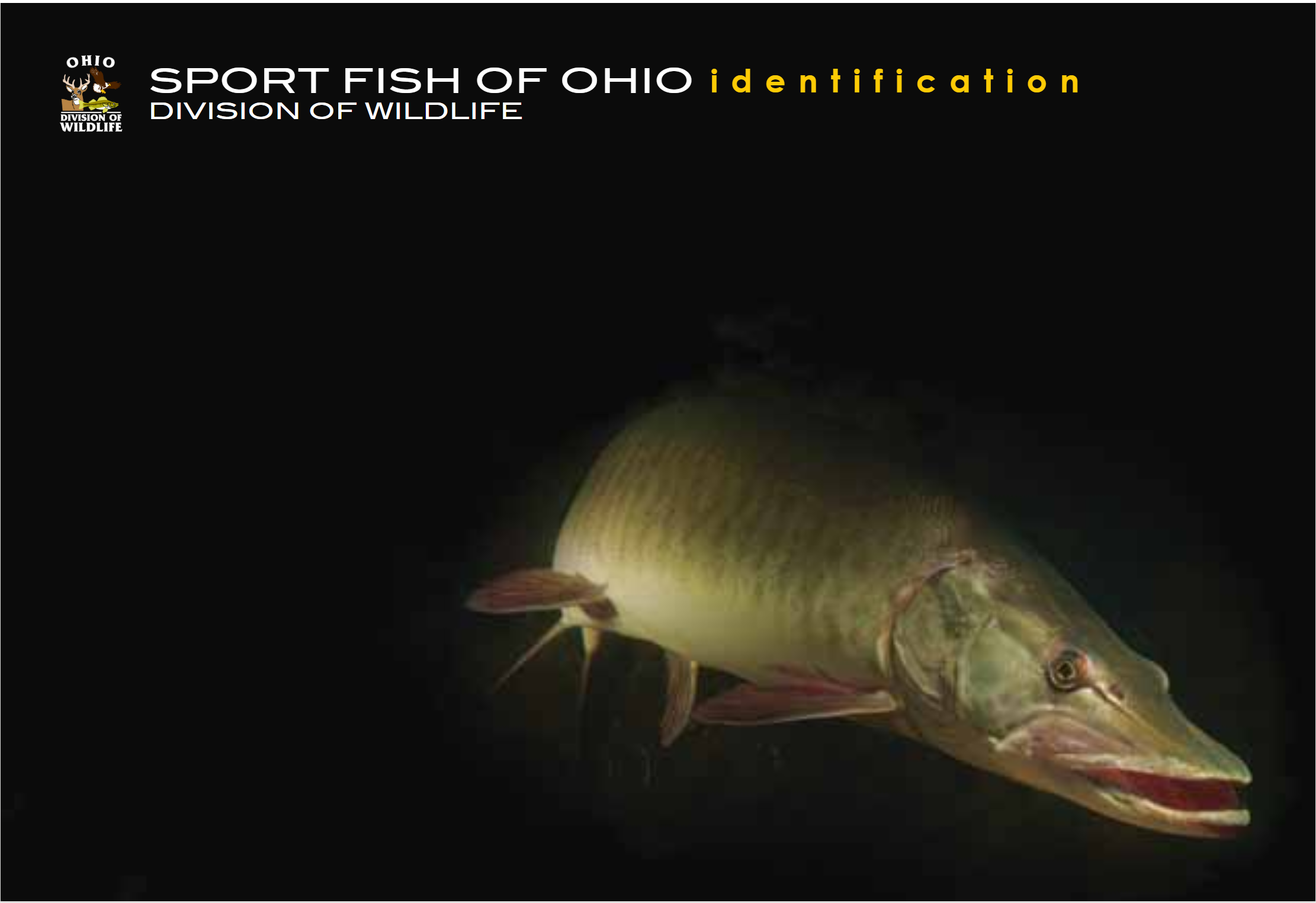 Sportfish of Ohio – Camp Joy